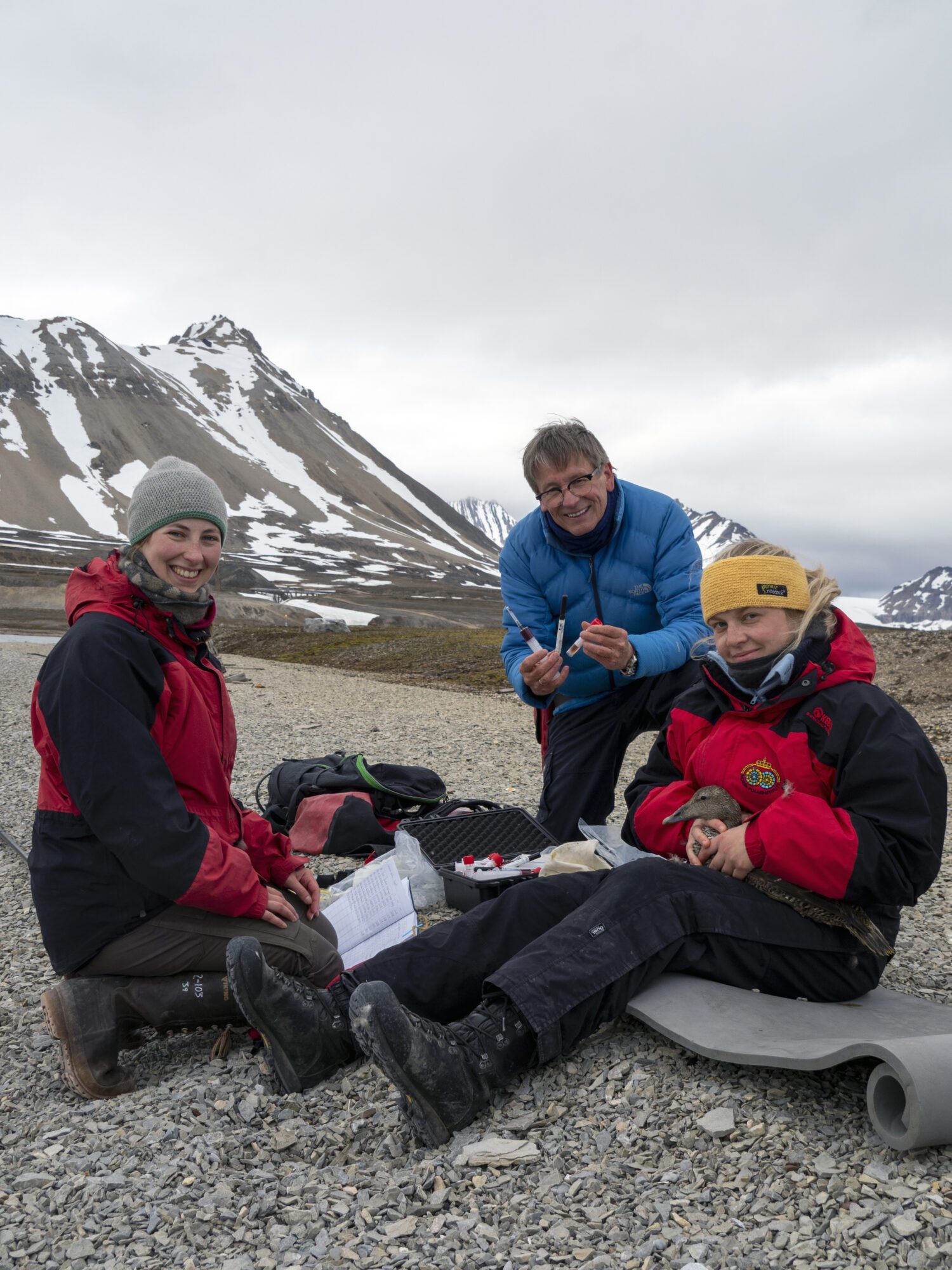A bad year for barnacle geese and eider ducks in Kongsfjorden | Ny ...